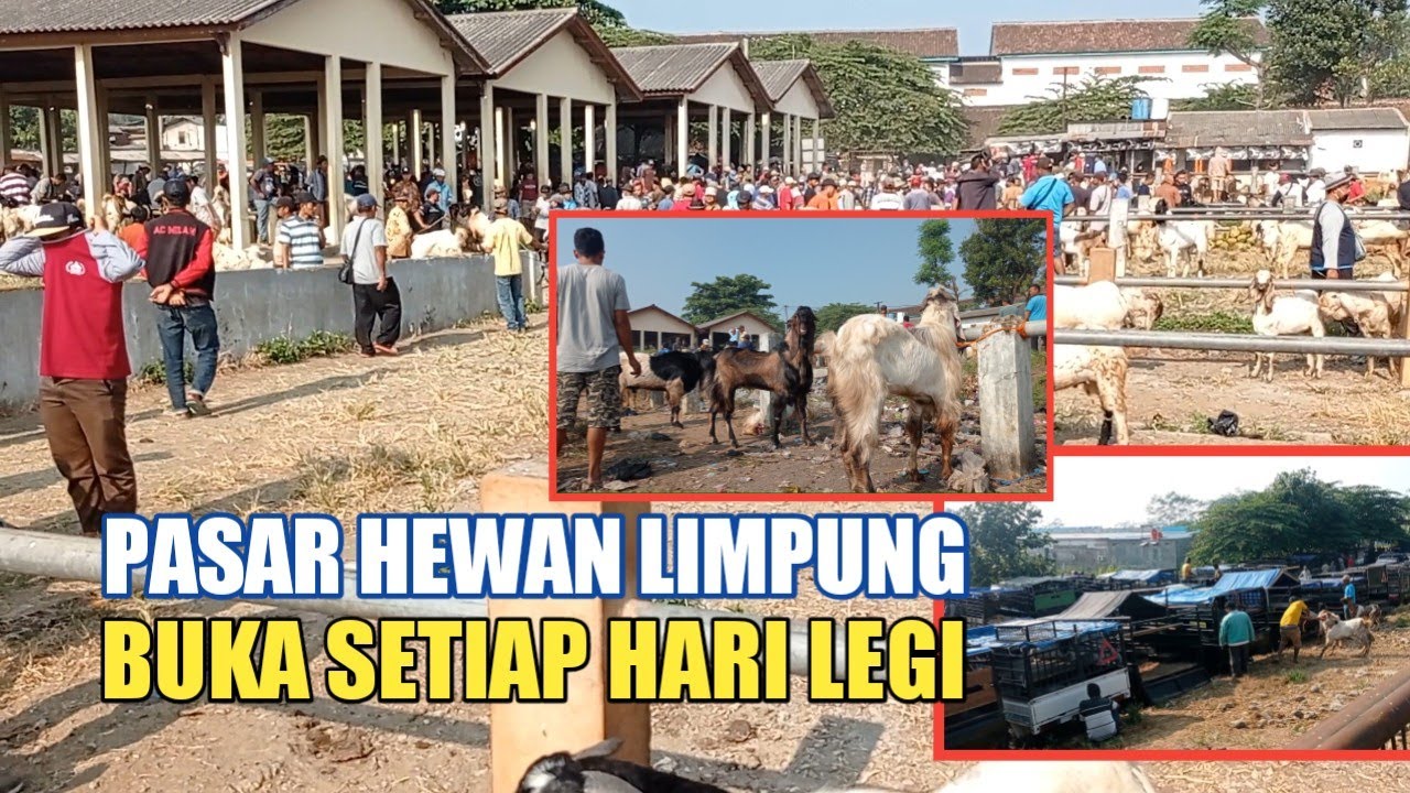 INFO PASAR HEWAN LIMPUNG HARI INI - YouTube