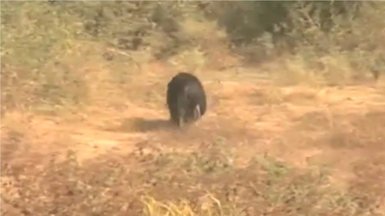 Rogue Bear Recaptured After Escaping Biological Park - YouTube