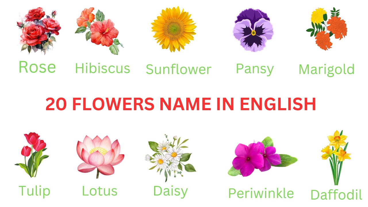 20 FLOWERS NAME IN ENGLISH | FLOWERS NAME | FLOWERS NAME VOCABULARY ...