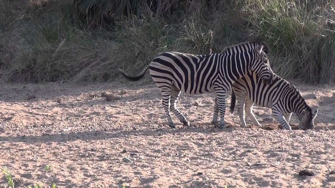 Additional Zebra Footage digging for water - YouTube