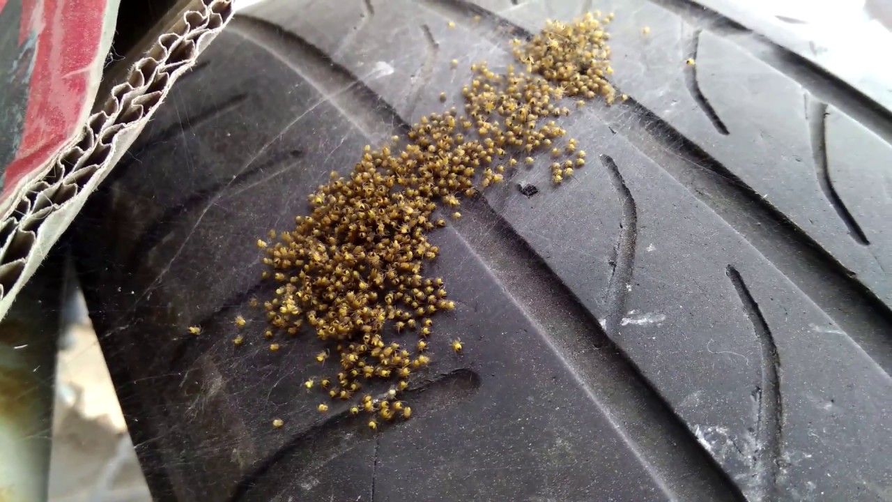 A yellow little spiders born to run / Жёлтые пауки рожденные бежать ...