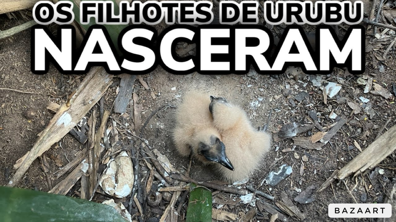 Os filhotes de urubu nasceu ( parte 03 ) - YouTube