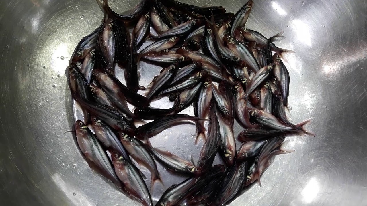 পাংকাস মাছের পোনা | pangash fish farming in Bangladesh |01713539212 ...