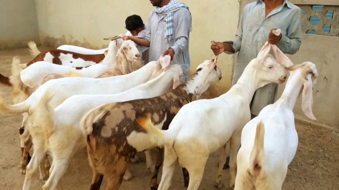 Khasi goats a male goat For sale Top class quality bakra mandi - YouTube