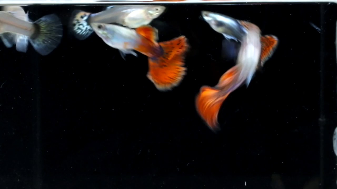 Selección Guppy Dumbo Platinum - YouTube