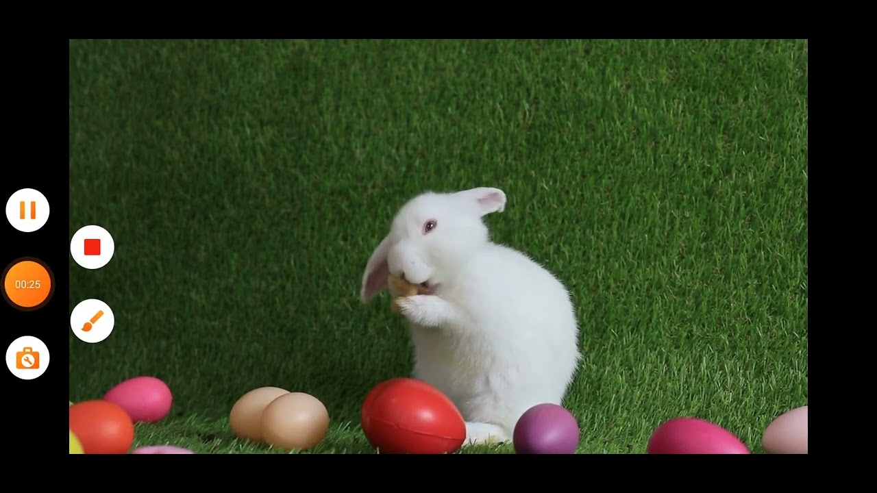 so cute rabbit moment - YouTube