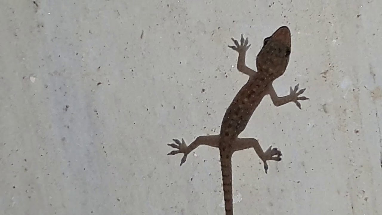 baby house gecko lizard out for dinner - YouTube