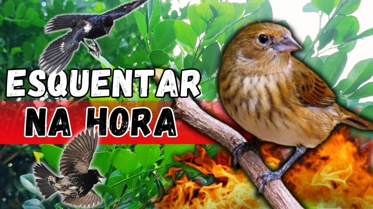 Piado de fêmea de tiziu Pra Esquentar tiziu - YouTube