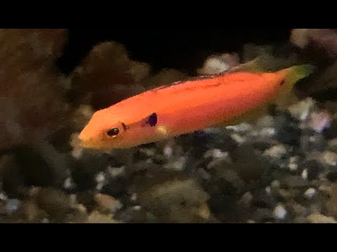 フタホシキツネベラ Twospot hogfish Bodianus bimaculatus - YouTube