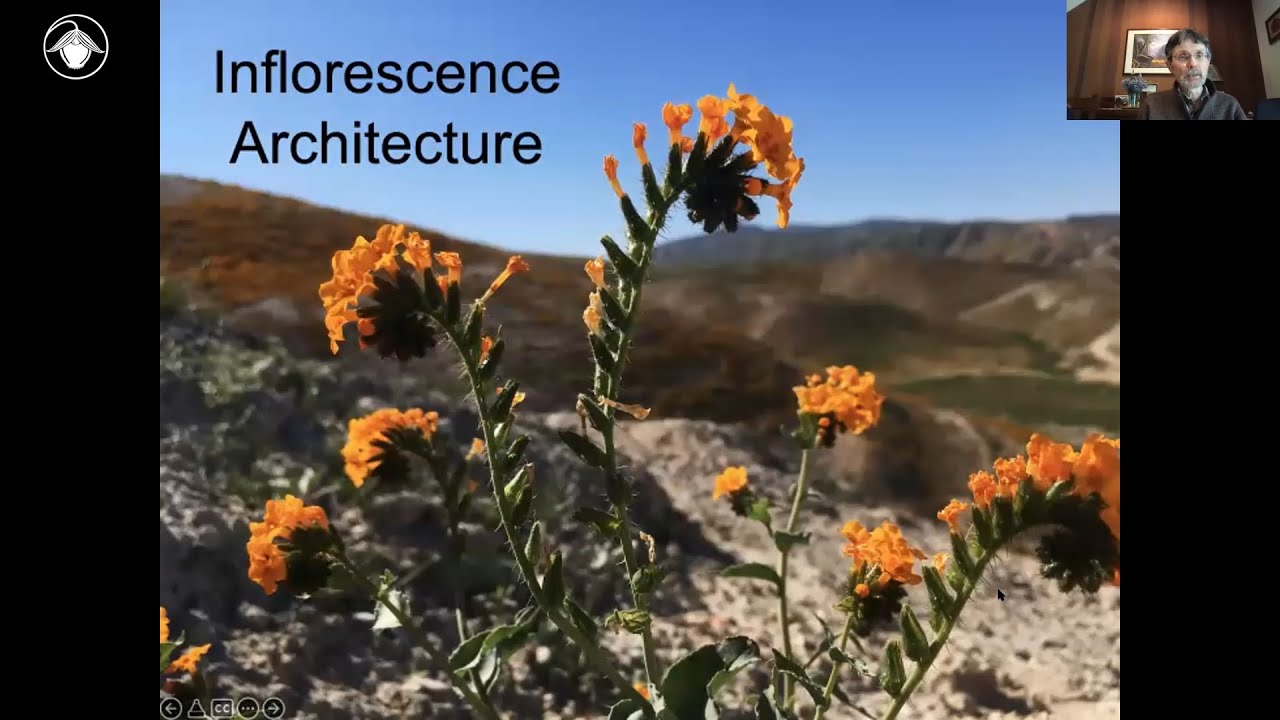 Plant ID Module 3: Reproductive plant morphology, part 2 - YouTube