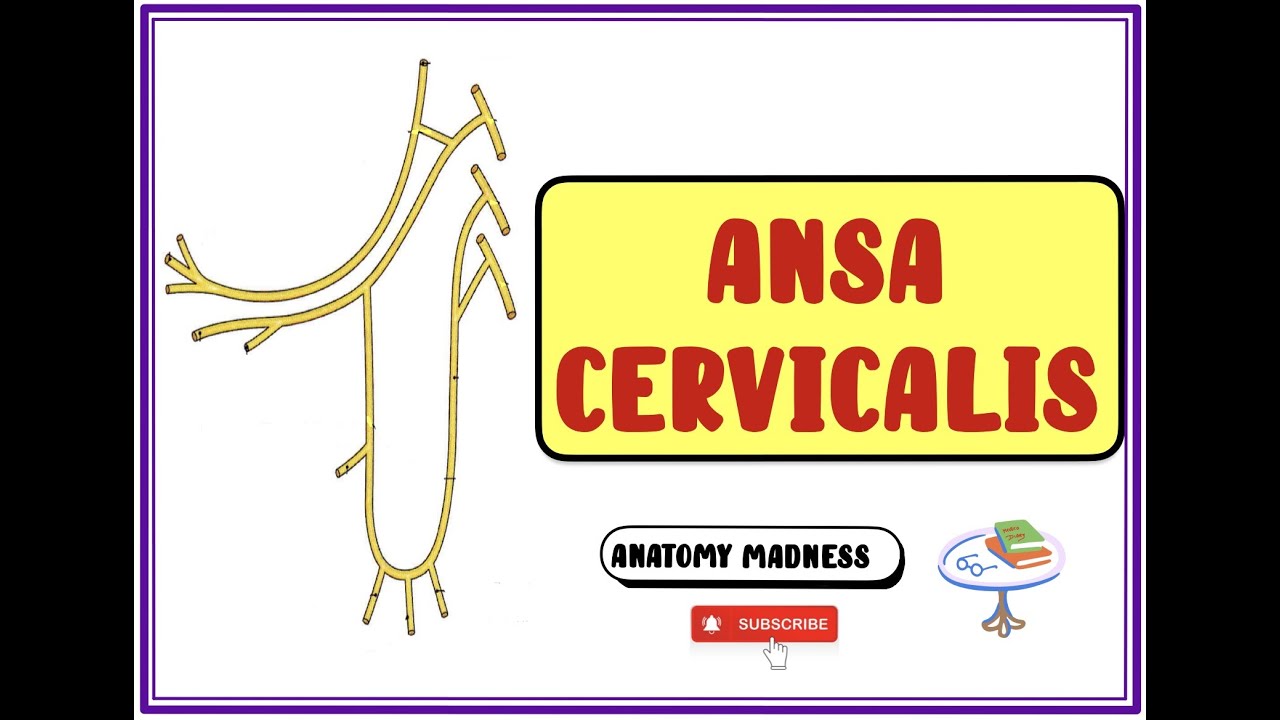 Ansa Cervicalis :- #anatomy #mbbs #education #medical - YouTube
