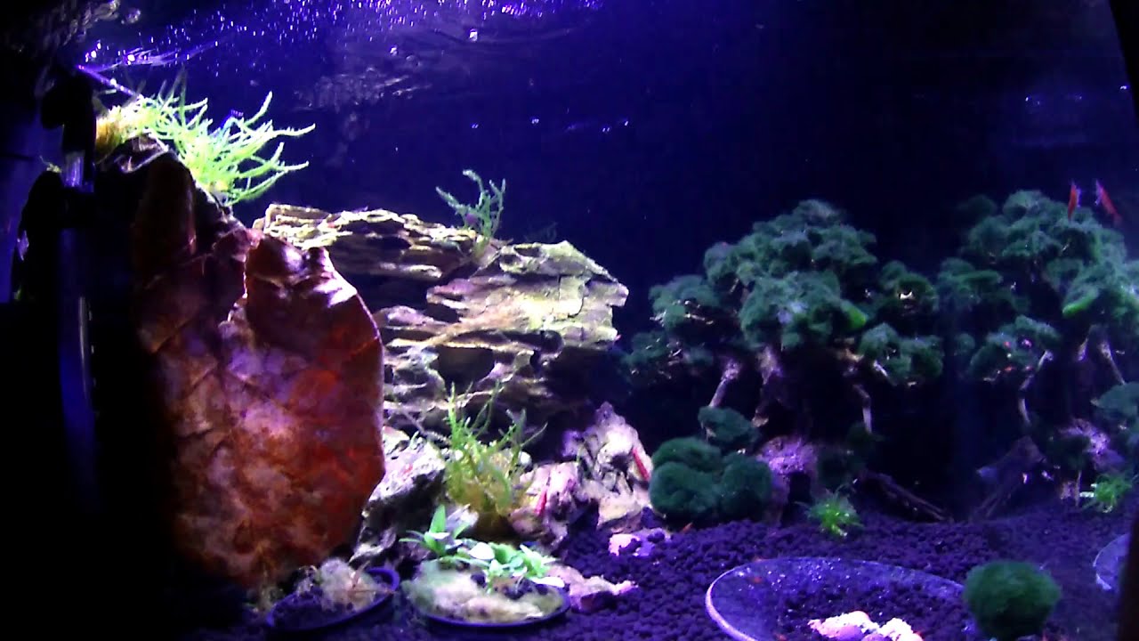 Nano Desk Cherry Shrimp - YouTube