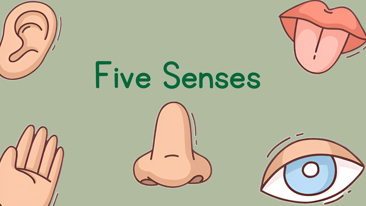 A Sensory Adventure with the Five Senses! 👀👂👅👃👐 | Learn English ...