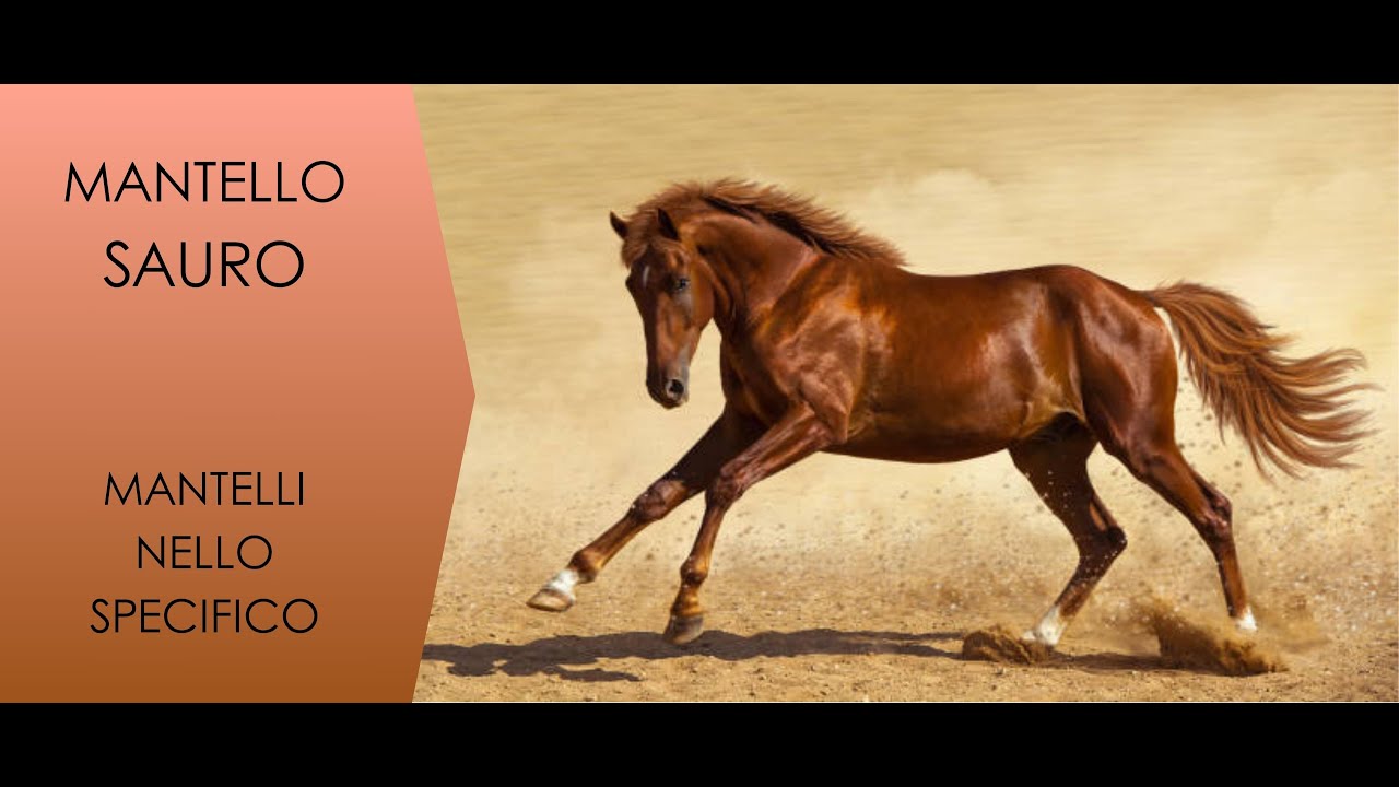 Cavalli || Sauro || Mantelli nello Specifico - YouTube