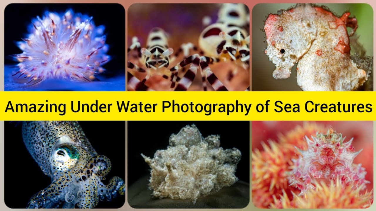 AMAZING UNDER WATER MACRO PHOTOGRAPHY OF SEA CREATURES @MUSICAL ...