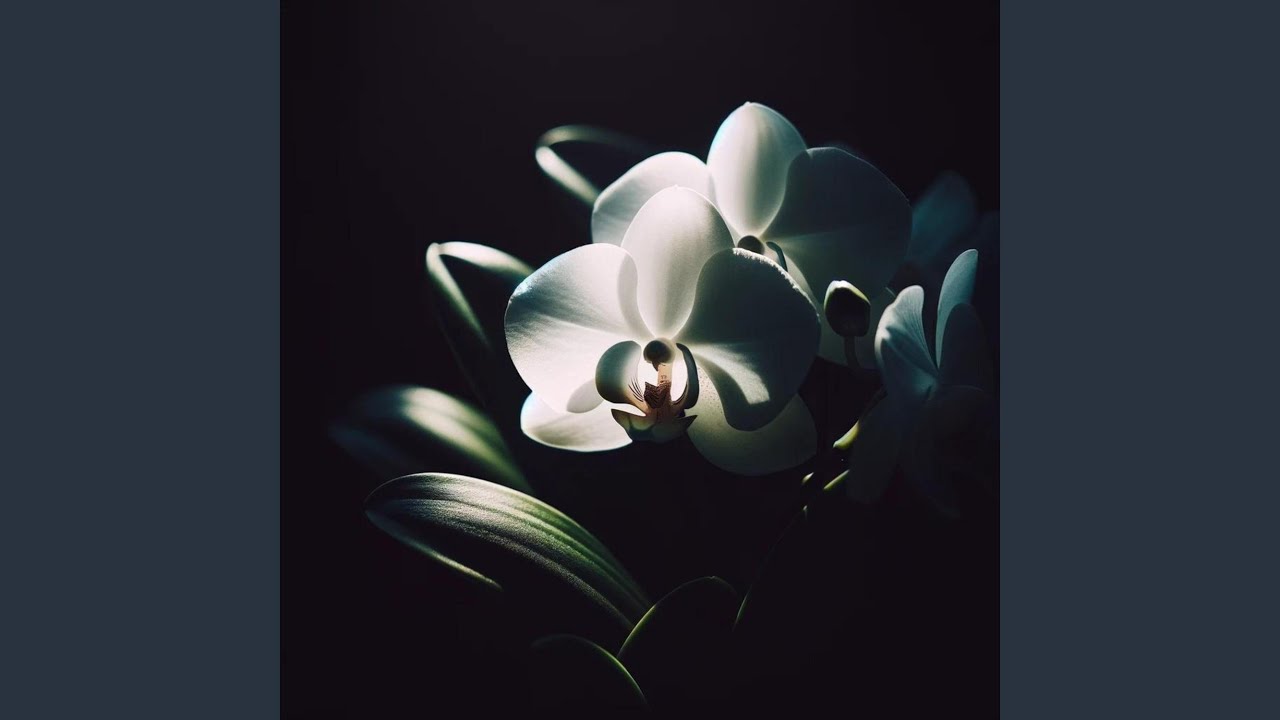 Sunlit Reverie - YouTube