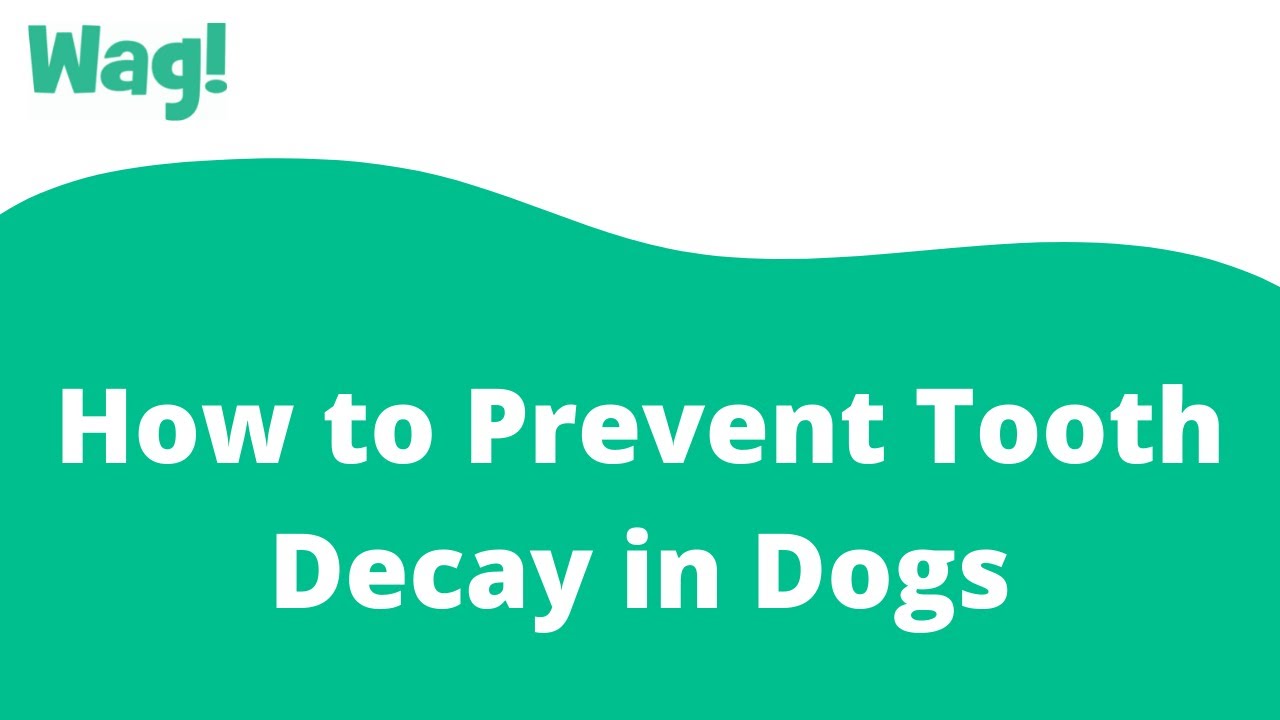 How to Prevent Tooth Decay in Dogs | Wag! - YouTube