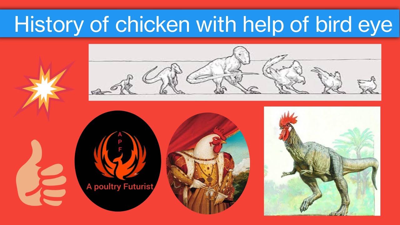 History of chicken with the help of bird eye - YouTube