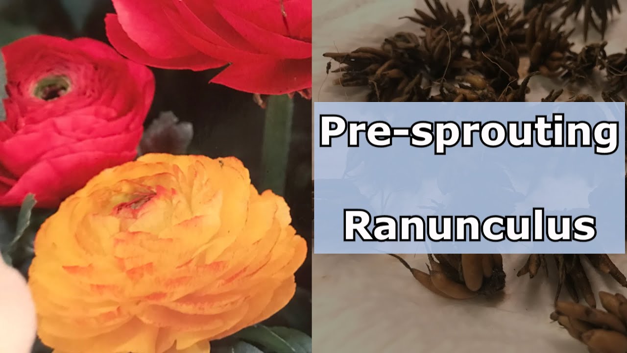 Pre-sprouting Mixed Ranunculus Flowers // Garden to de-stress - YouTube