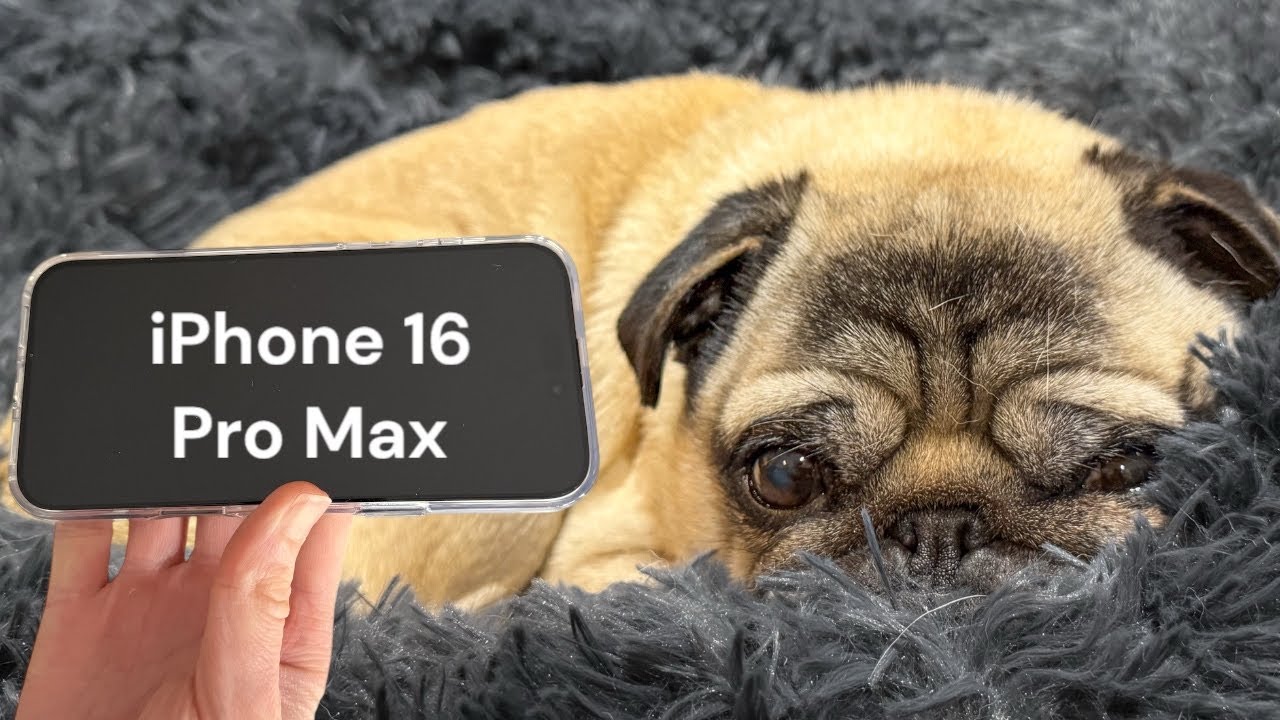 Cute Pug Dog Noises 😴 Sleepy Pug Dog Sounds for ASMR - YouTube