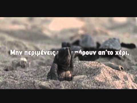 Τι μαθαίνουν τα πρωτάκια; : Η χελώνα Καρέτα Καρέτα