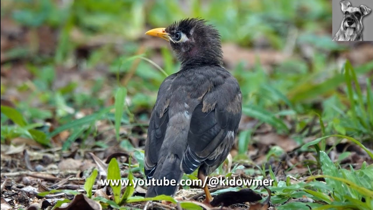 Juvenile COMMON MYNA, Singapore - YouTube