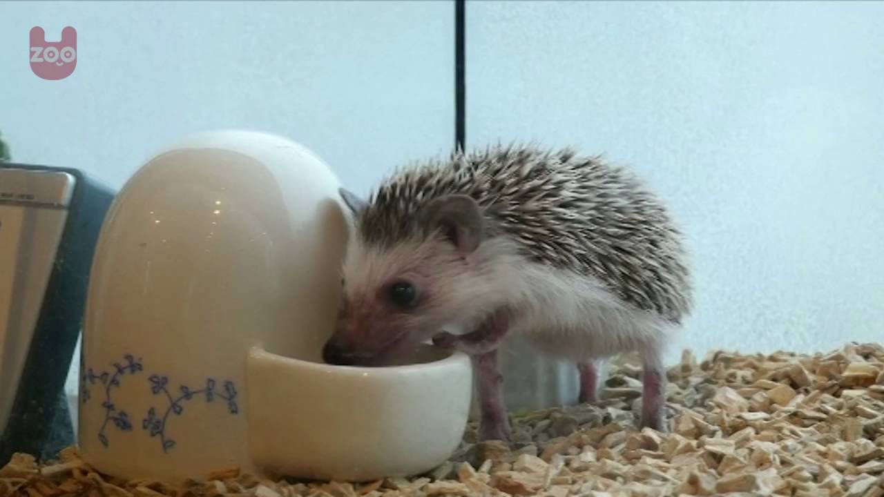 Japanese Hedgehog Cafe - YouTube