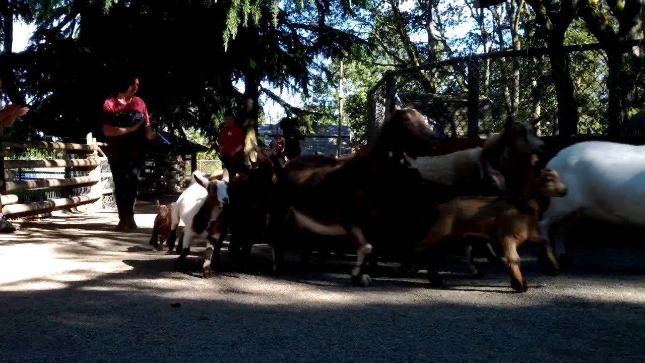 Beacon Hill Goat Stampede! - YouTube