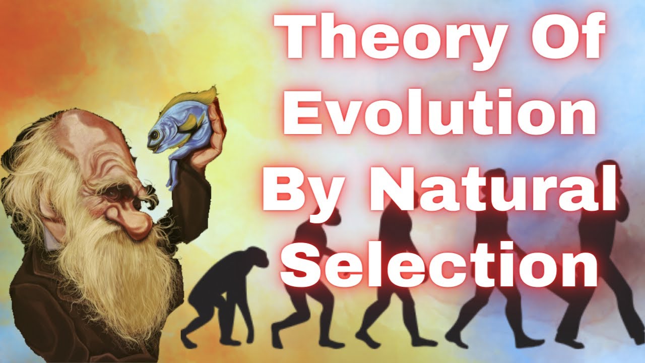 The Theory of Evolution by Natural Selection Explained | Evolution ...