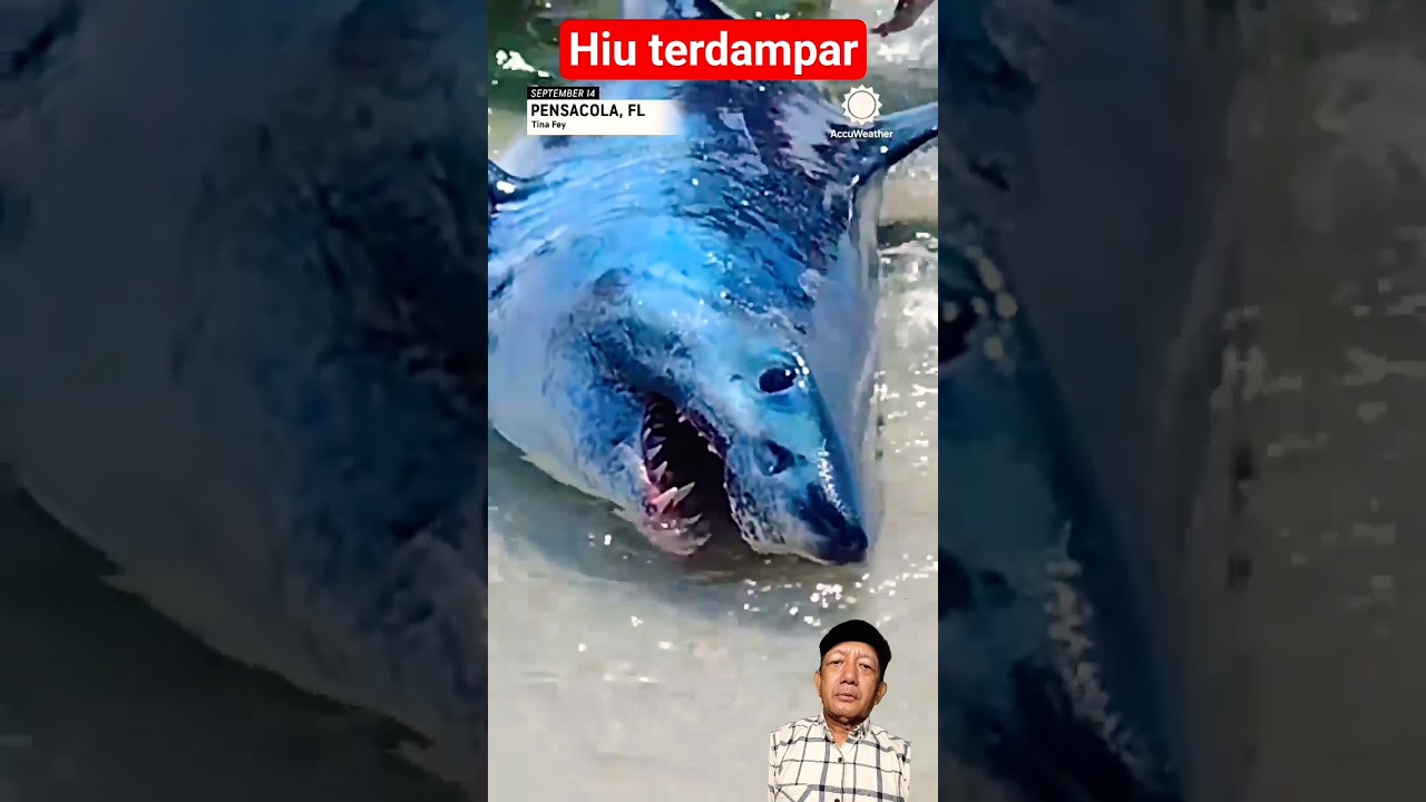 Hiu Terdampar #wildlife #shark #shortsvideo #fishing #ikan #ikanhiu #hiuterdampar - YouTube
