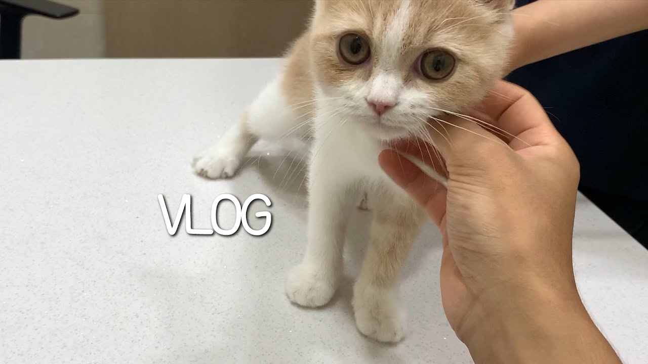Vlog 고양이 브이로그 2차 예방접종 처음 듣는 샤우팅 잠도 같이 자요😴 Youtube