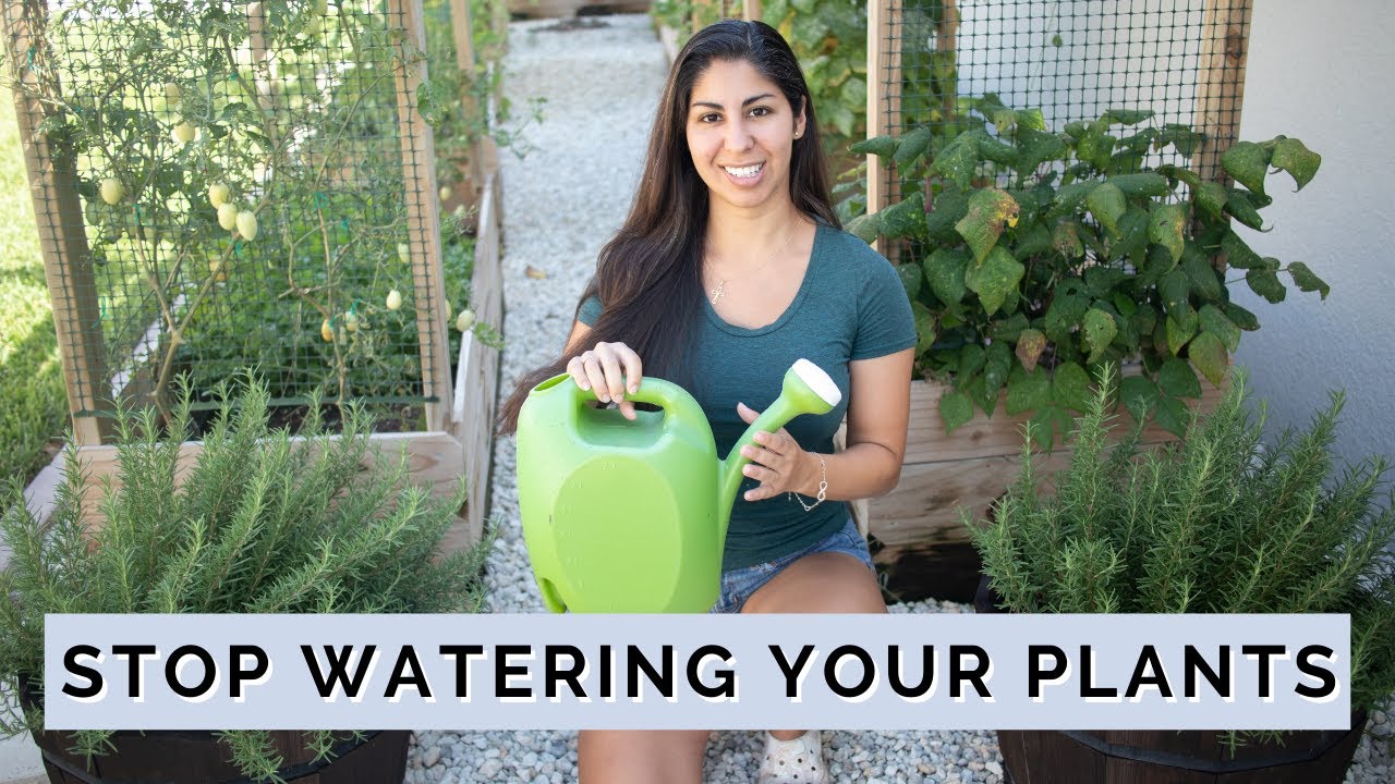 STOP Watering Your Plants | Vegetable Garden Watering Guide - YouTube