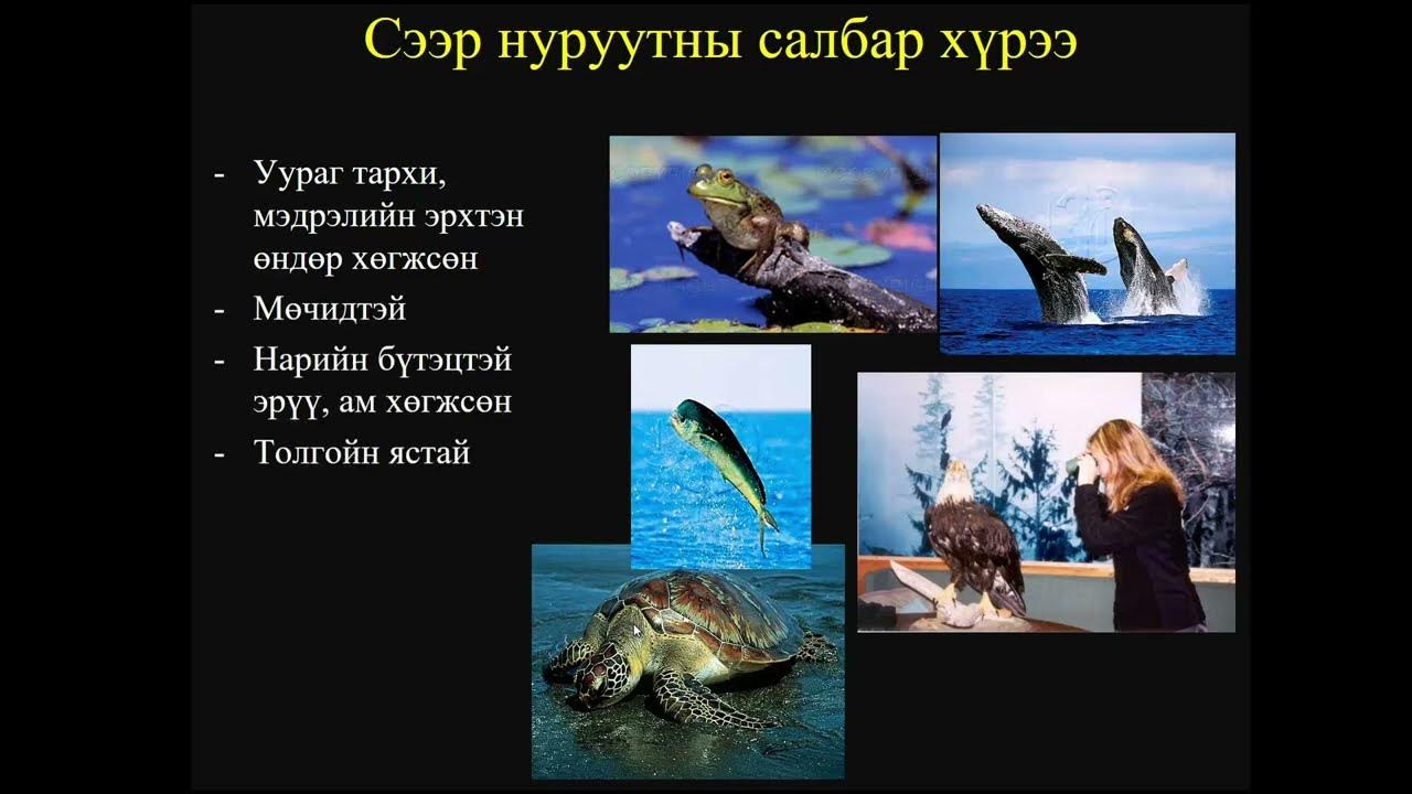 Биологийн хичээл №7 Амьтны аймаг Ii хэсэг Youtube