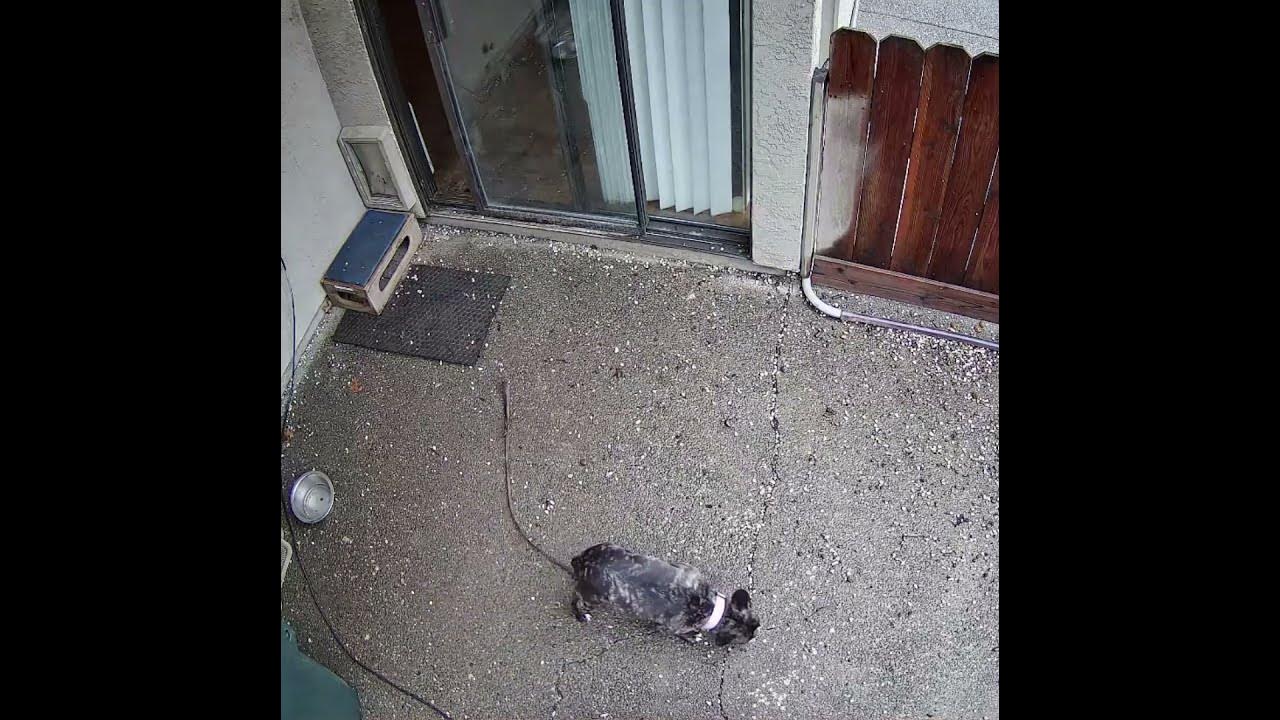 Introducing Coco - YouTube