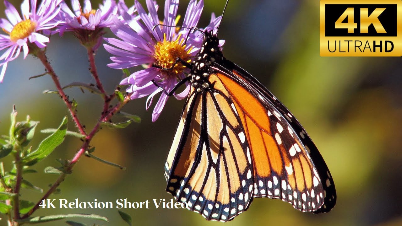 4K Insects Up Close | With Relaxing Music to Chilling | 4K Video HD ...