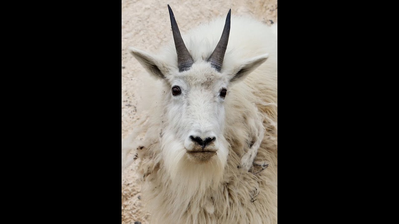 Bully Billy Goat Batters Bob Boardman - YouTube