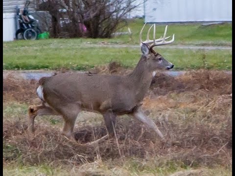 Big Buck in my Backyard - YouTube