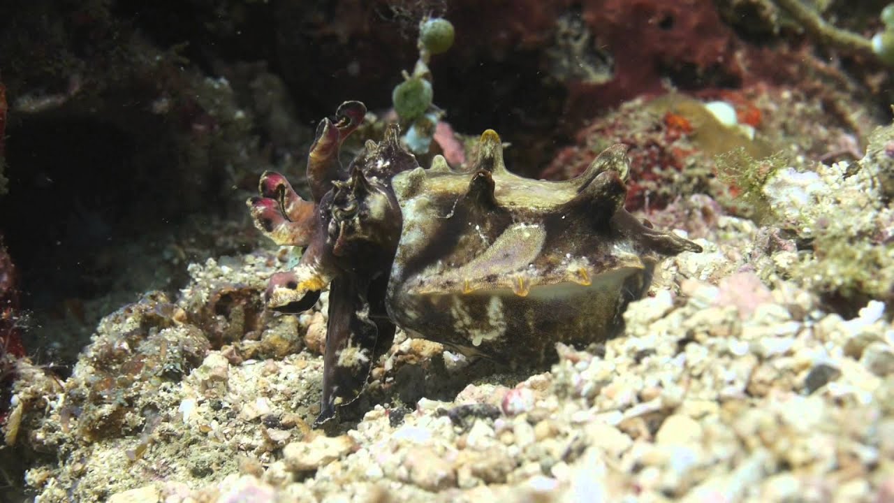 Mimic Wonderpus and Cuttlefish Flamboyant - YouTube