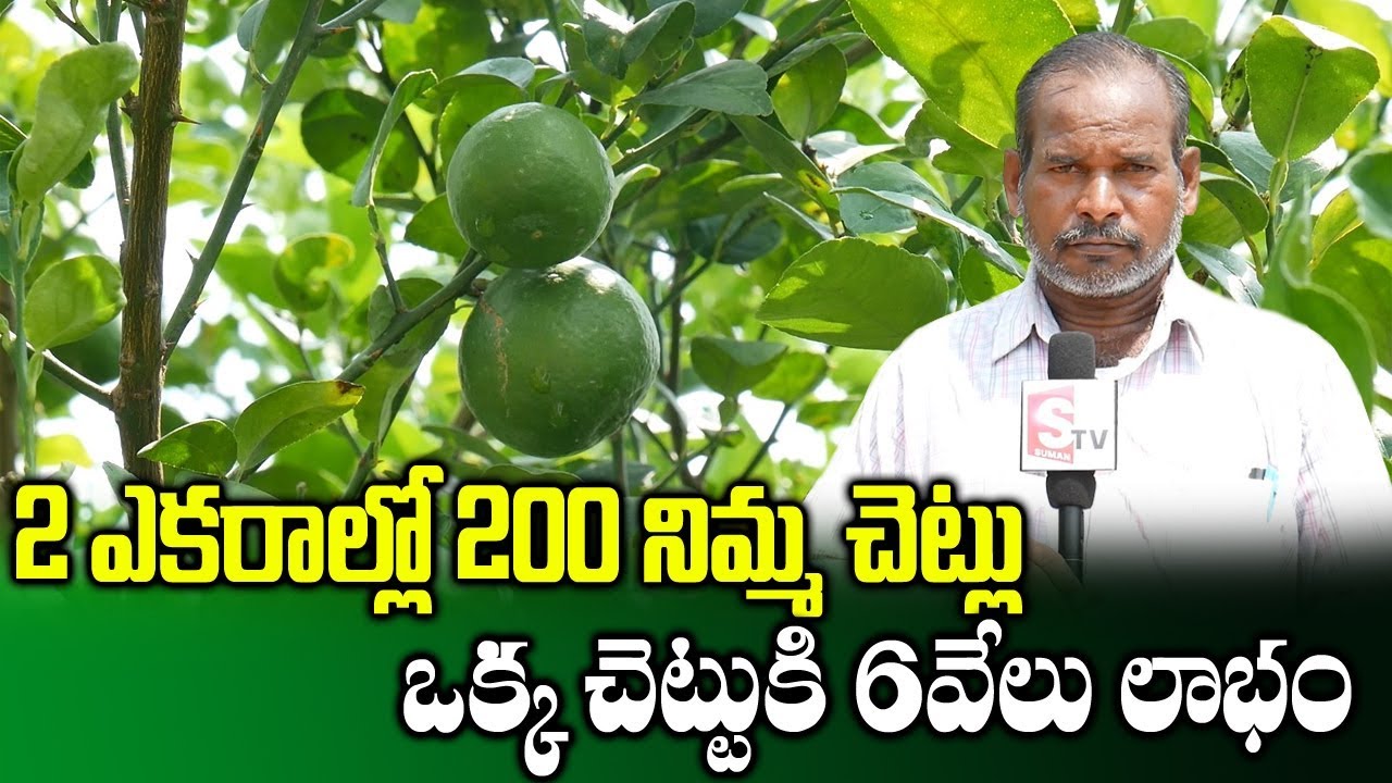 Success Story on Lemon Farming || Profitable Lemon Farming || SumanTV ...