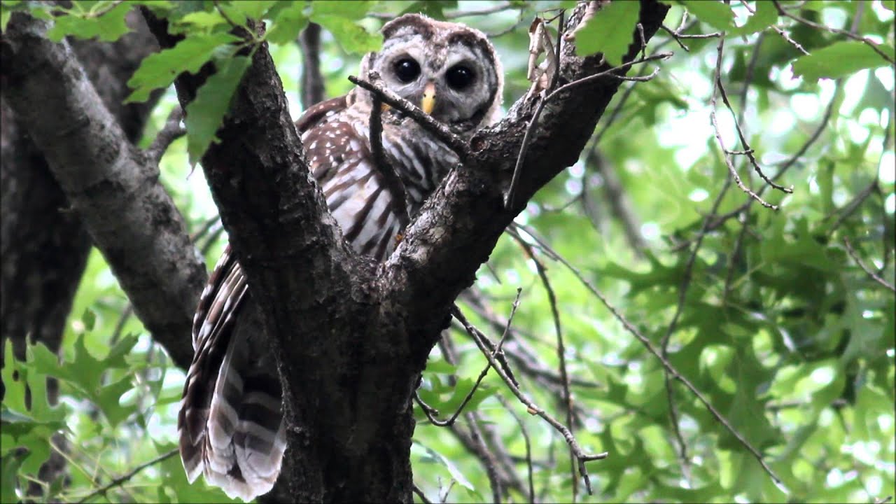 Juvenile Barred Owl Hunting And Playing In The Trees - YouTube