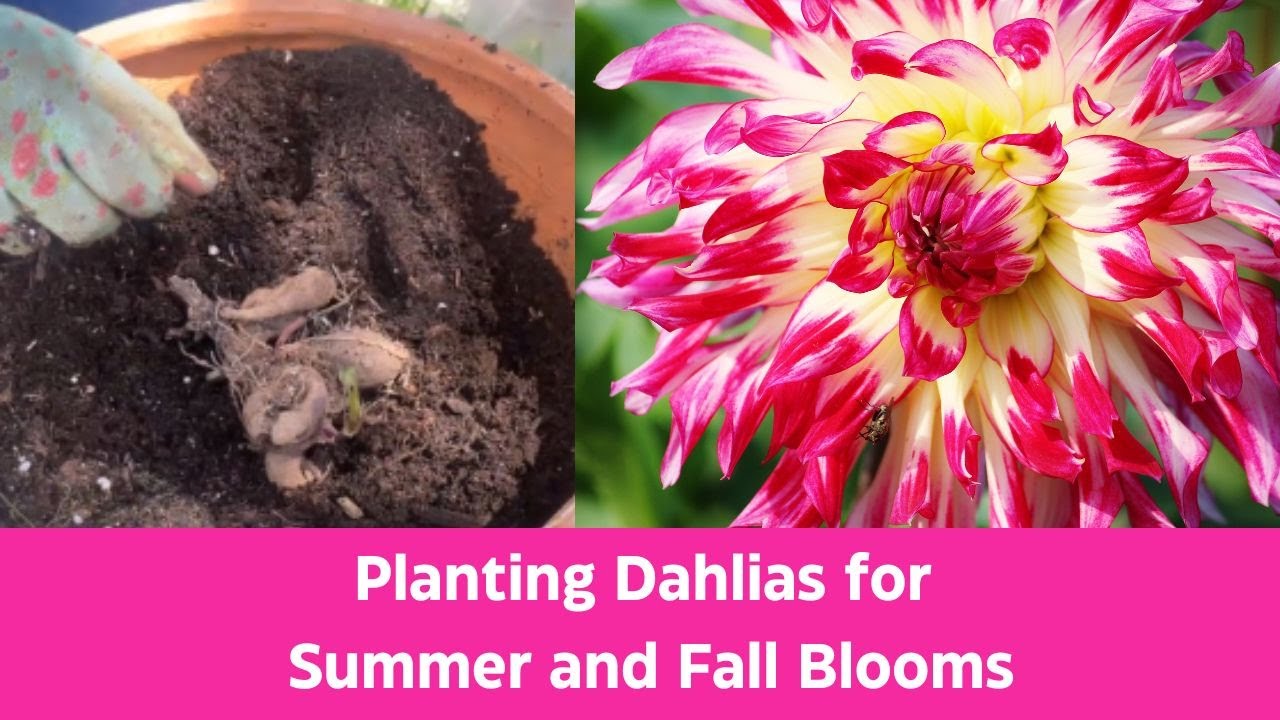 Planting up Dahlias for Summer and Fall Blooms 😎🌺🪴 - YouTube
