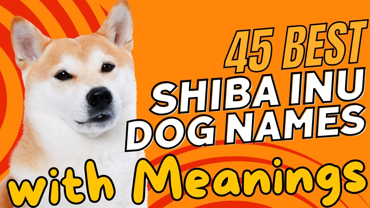 45 Best Shiba Inu Dog Names with Meanings 🐕🌸 | Unique & Adorable Names ...
