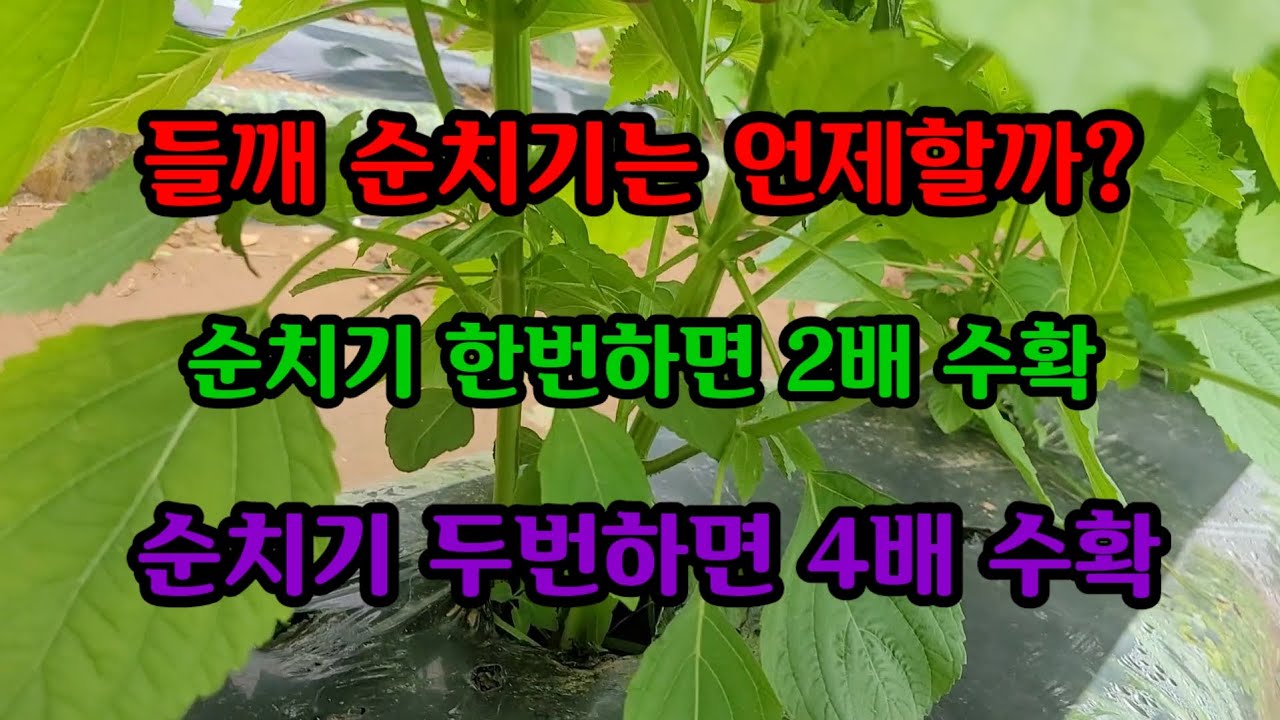 들깨 순치기는 언제할까순치기 한번하면 2배 수확순치기 두번하면 4배 수확귀농이ep215 들깨순치기 들깨재배
