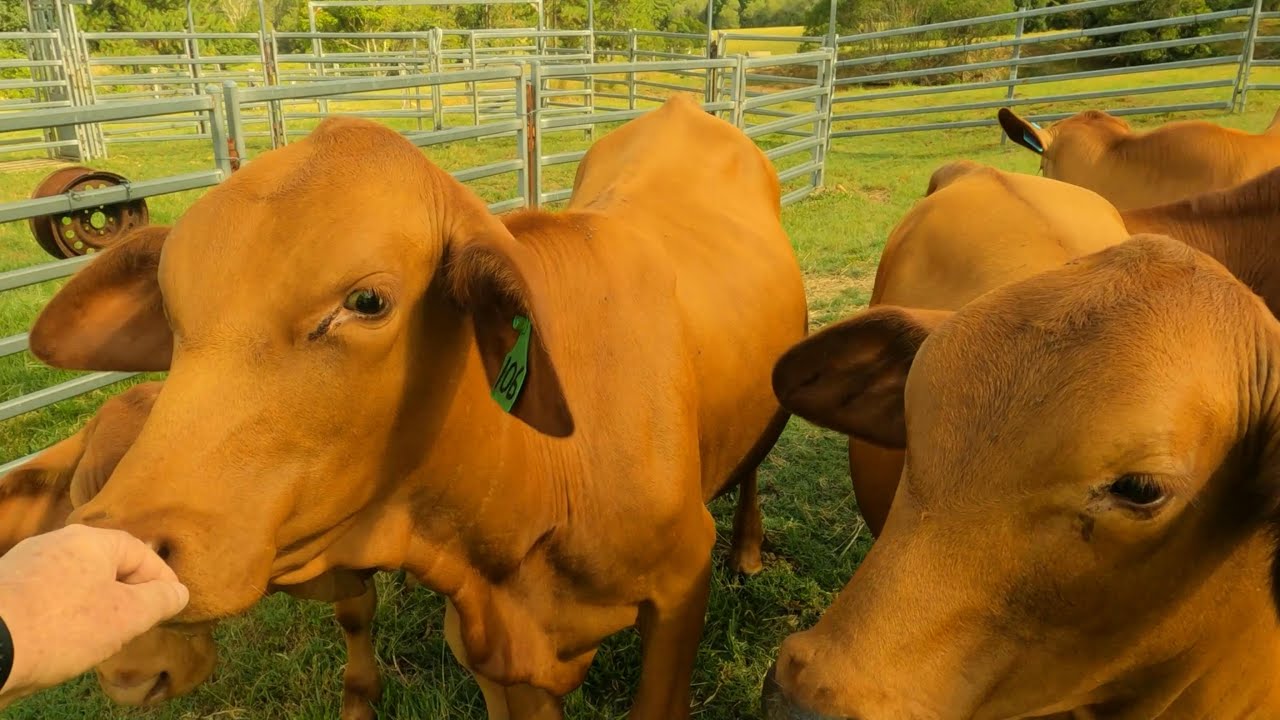 136- Part 1- Hand Feeding Calves before drenching - YouTube