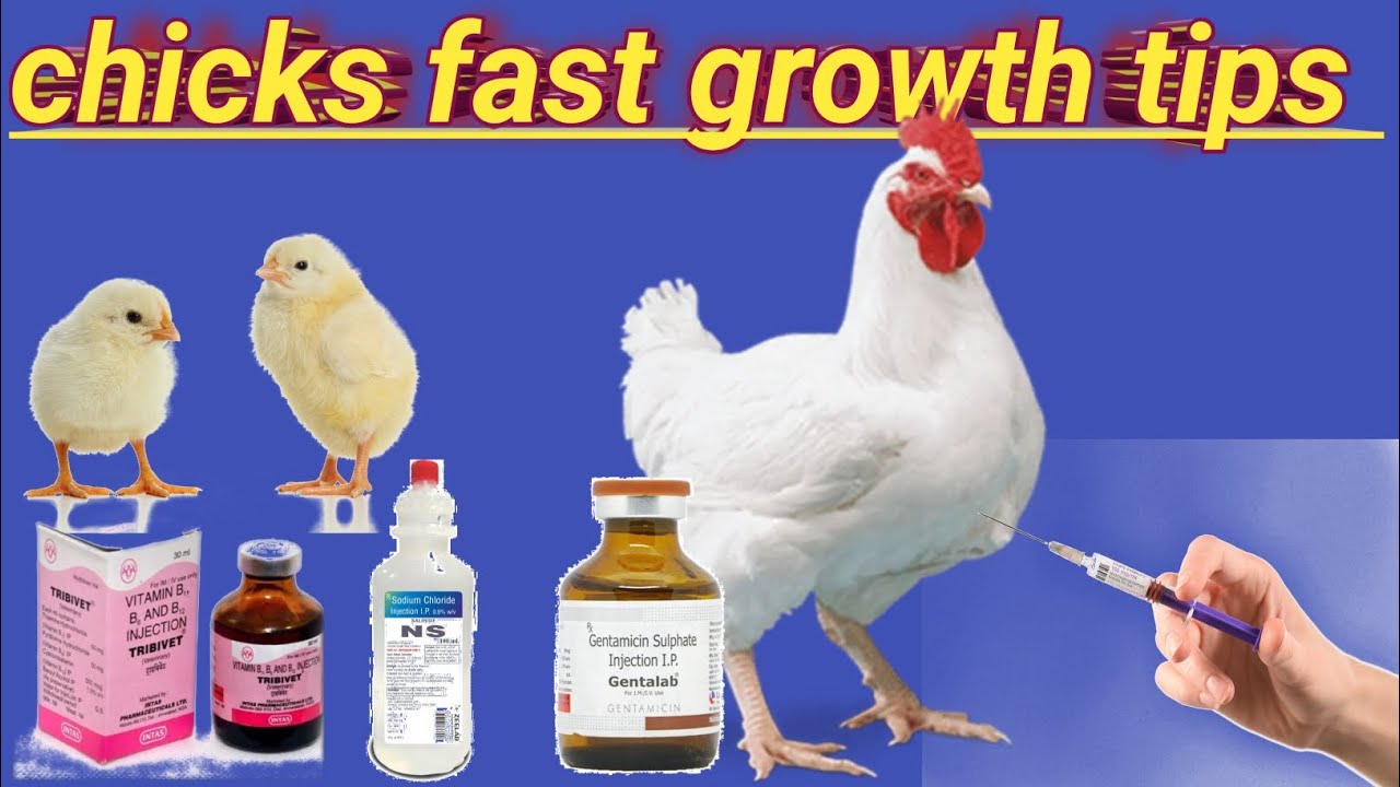 chicks fast growth tips || how to broilerfarming fast growth at home ...