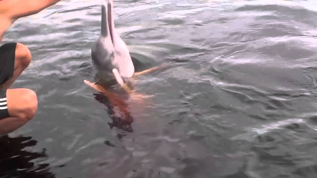 boto cor de rosa do Amazonas - YouTube