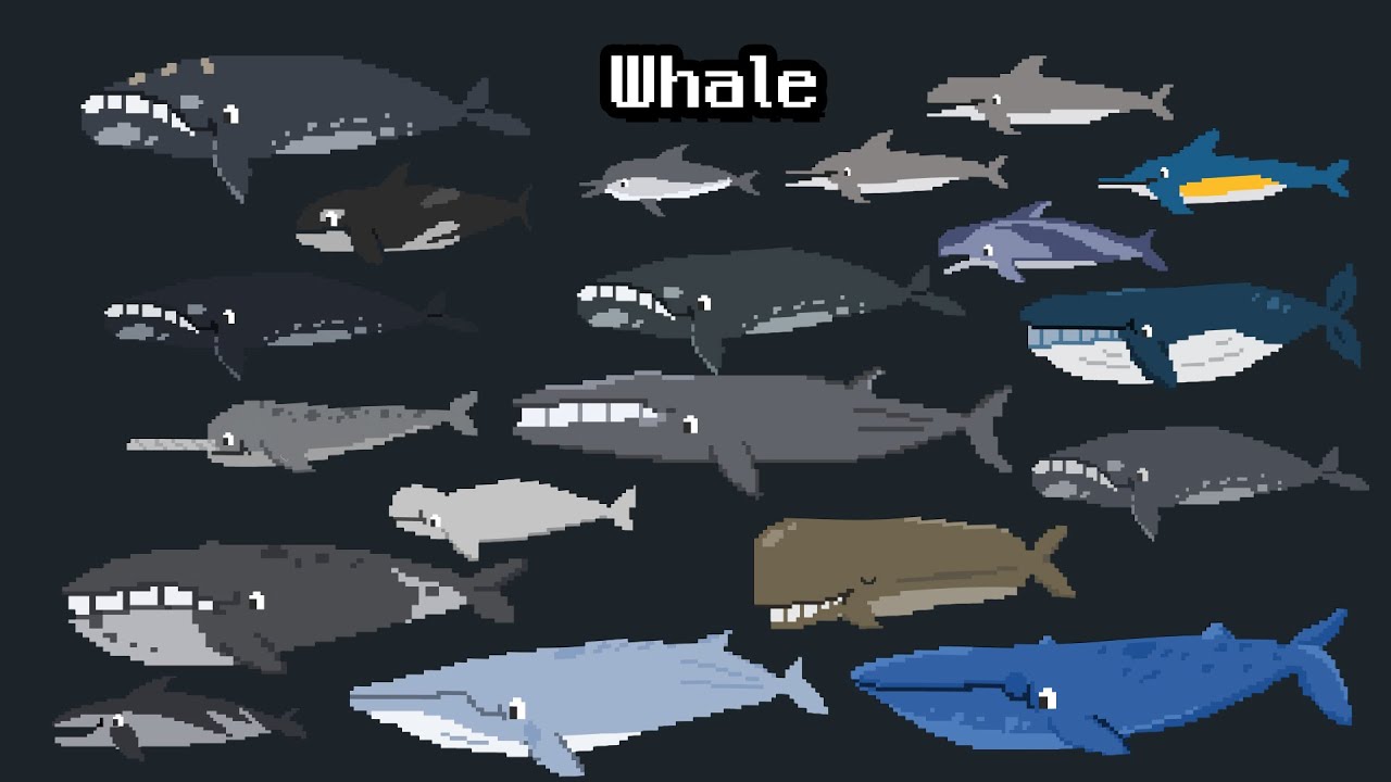 [Eng]Whale 8 bit - Learn Animals - YouTube
