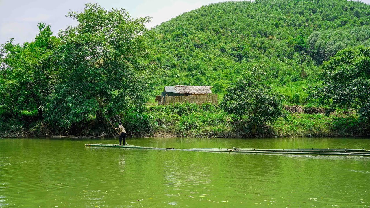 Sowing rice and the journey of moving many GIANT BAMBOO trees across ...