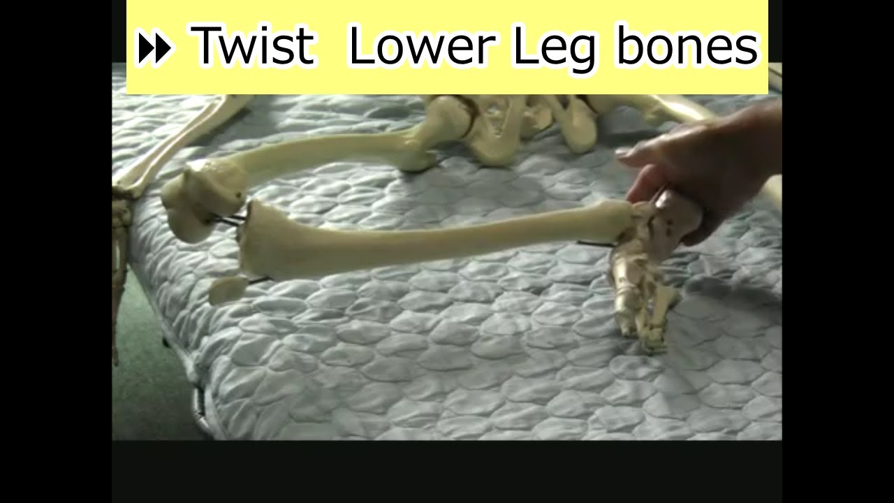 ⏩ Twist Lower Leg bones ~Tibia and Fibula~ - YouTube