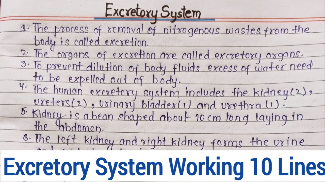 Excretory System Working | Human Excretory System | Excretory System 10 ...